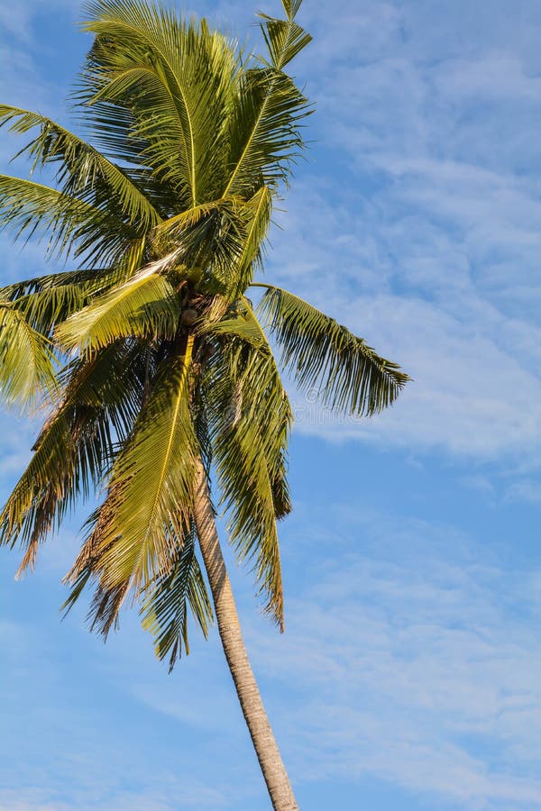Coconut tree and blue sky stock photo. Image of background - 125649828