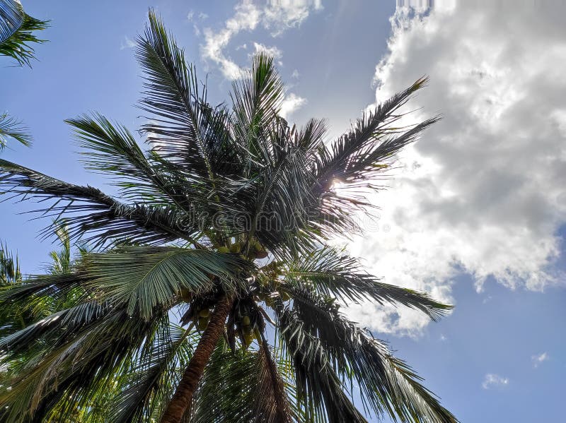 Coconut Tree Blue Sky and Clouds Stock Photo - Image of spruce, fruit ...