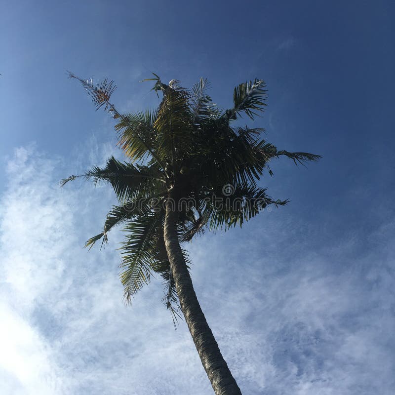 Coconut tree stock photo. Image of blue, tree, coconut - 230023954