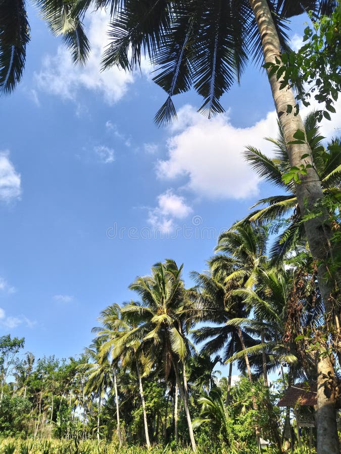 Coconut Tree on Blue Sky with Few White Clouds Stock Image - Image of ...