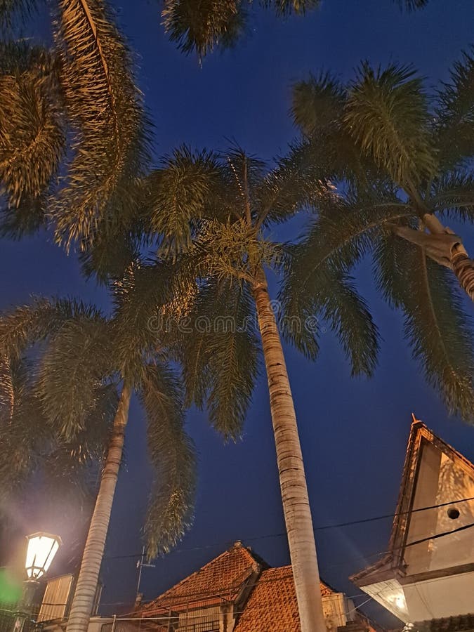 Coconut Tree and Blue Sky is Very Beautiful Stock Image - Image of ...
