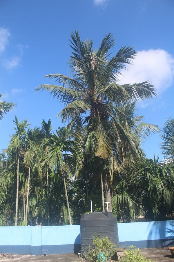 Coconut Tree and Blue Sky with Water Tank Stock Photo - Image of water ...