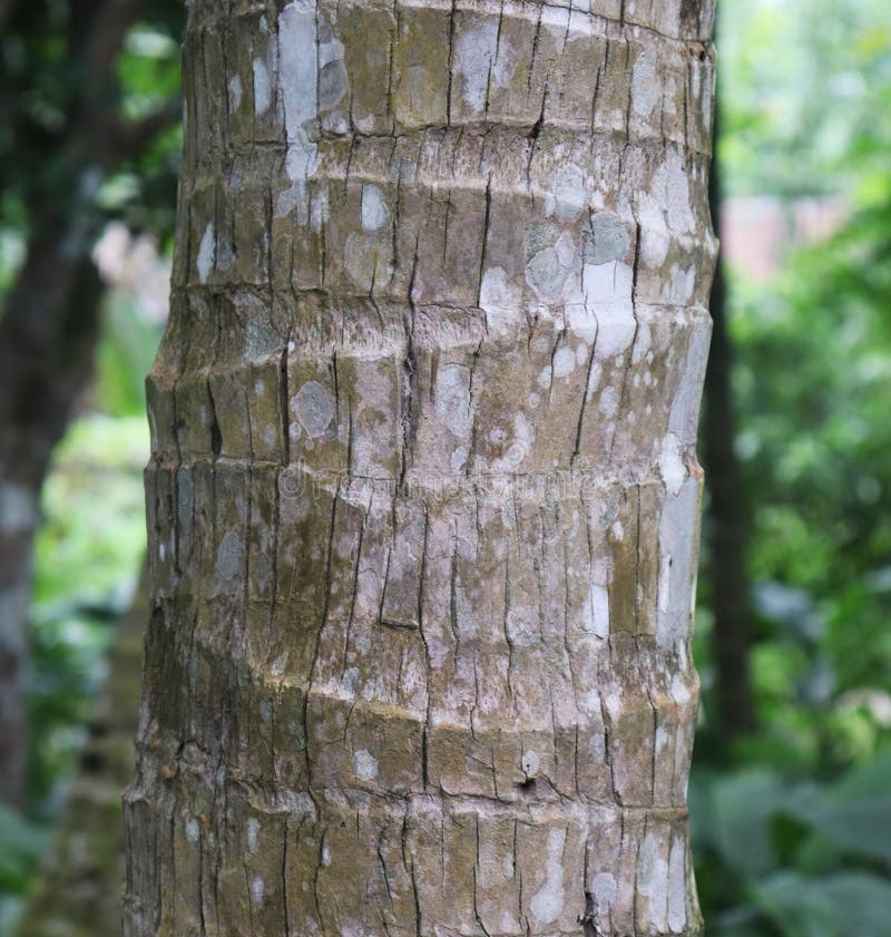 Coconut Tree. the Body of the Tree Stock Photo - Image of coconut, wood ...