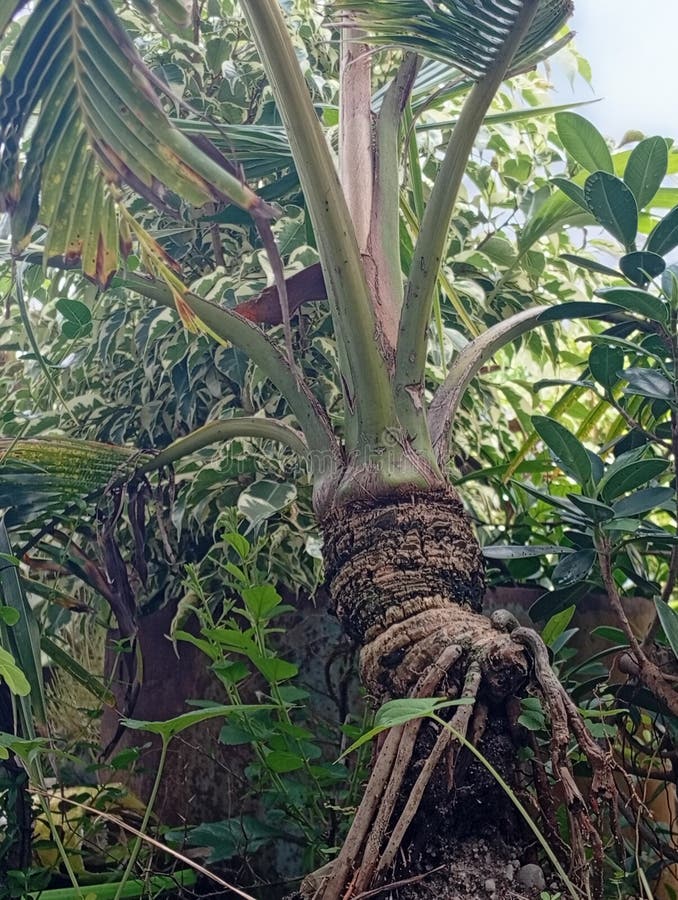 Coconut tree bonsai stock image. Image of forest, produce - 372677631