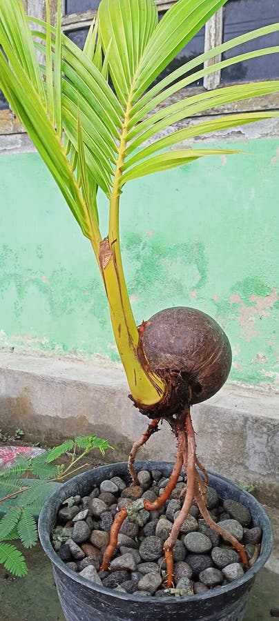 Coconut tree bonsai art stock photo. Image of flower - 241300434
