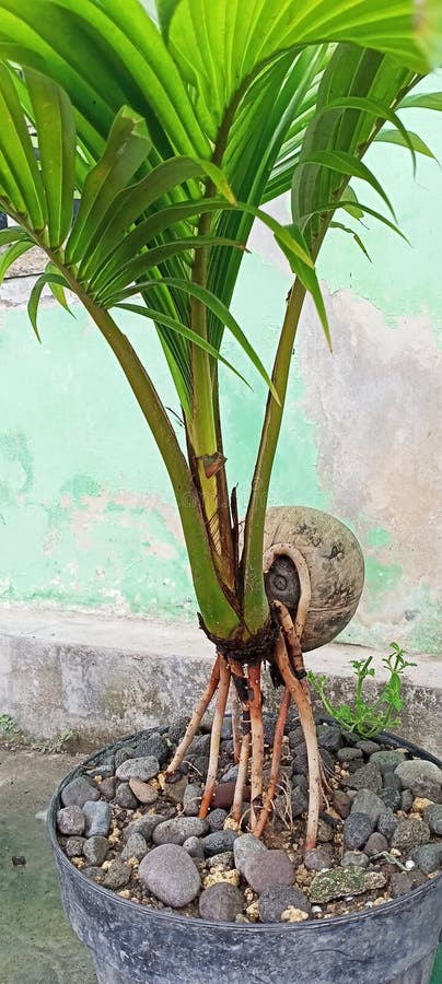 Coconut tree bonsai art stock photo. Image of gravel - 241300446