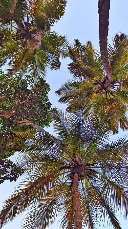 Coconut tree from bottom stock image. Image of vegetation - 341152923