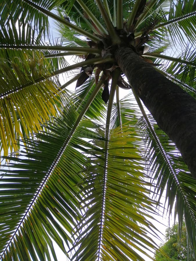 Coconut tree botton view stock image. Image of view - 157000559