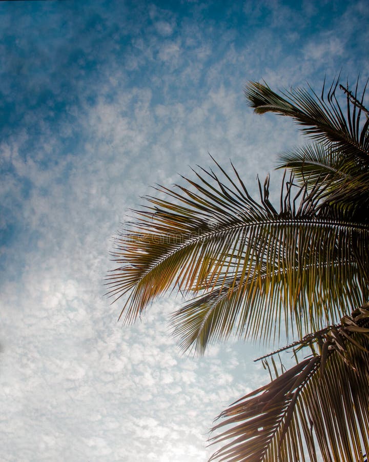 Coconut Tree Branch with Blue Sky Stock Photo - Image of brown, coconut ...