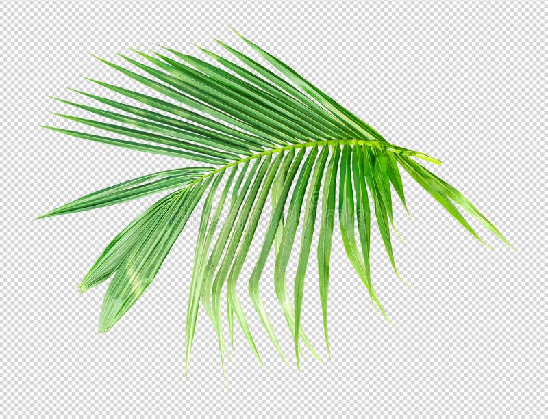 A Coconut Tree Branch Leaf on Transparent Background, Palm Tree Branch ...