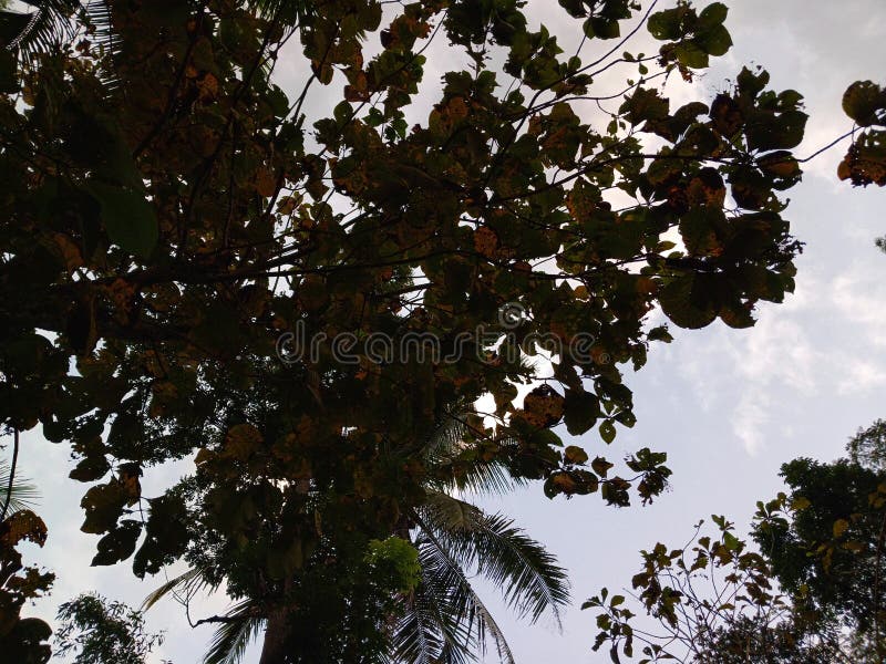 Coconut Tree Branch Leaves on Tropical Forest Background. Coconut Tree ...