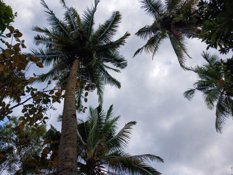 Coconut Tree Branch Leaves on Tropical Forest Background. Coconut Tree ...
