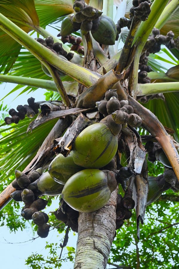 A Coconut Tree with Branches Fluttering in the Wind Stock Image - Image ...