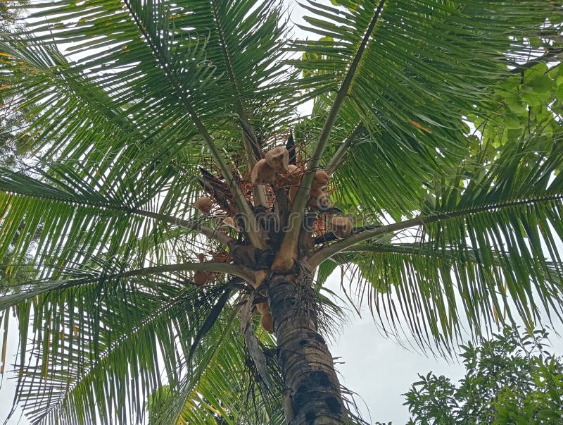 Coconut Tree and Branches and Leaves Stock Photo - Image of tropics ...