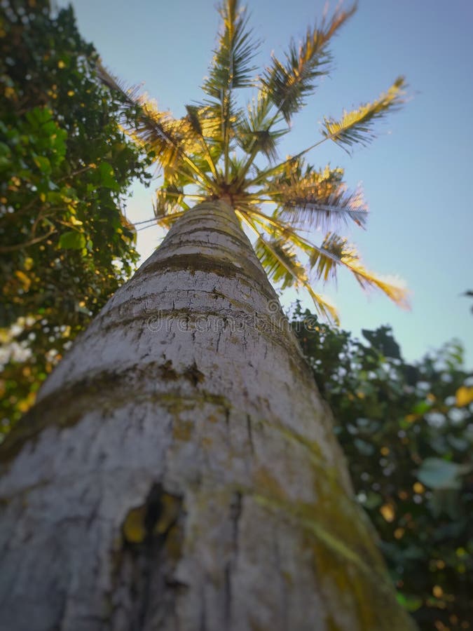 A Coconut Tree on a Bright Morning Stock Image - Image of coconut, tree ...