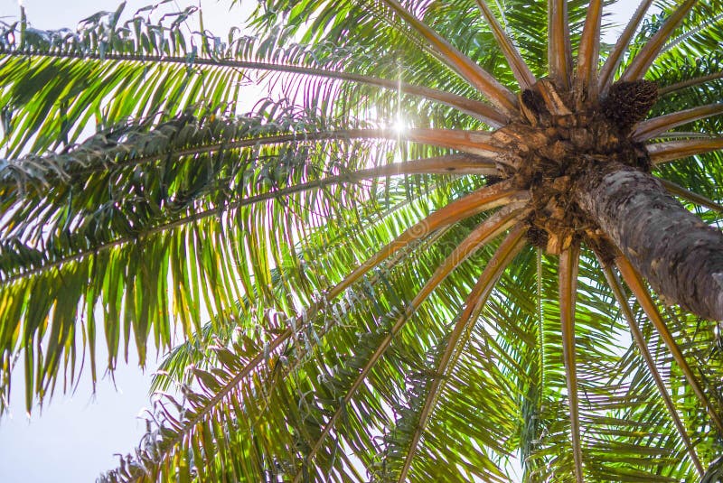 Coconut Tree, Brightly Colored Leaves Stock Image - Image of tropical ...