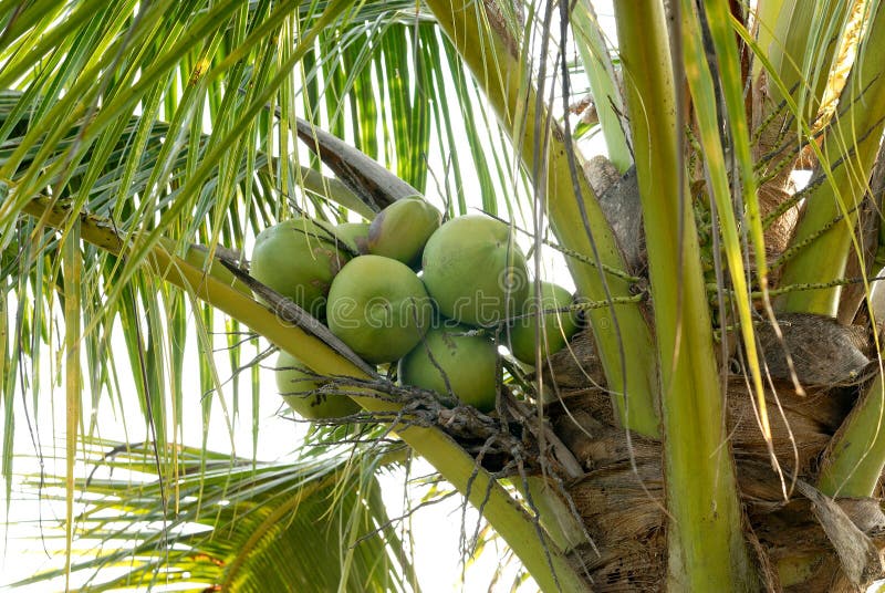 Coconut tree bark skin. stock photo. Image of macro - 122645438