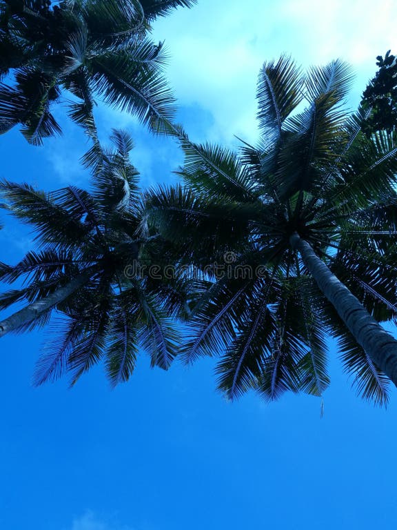 Coconut tree stock image. Image of burn, coconut, blue - 102479219