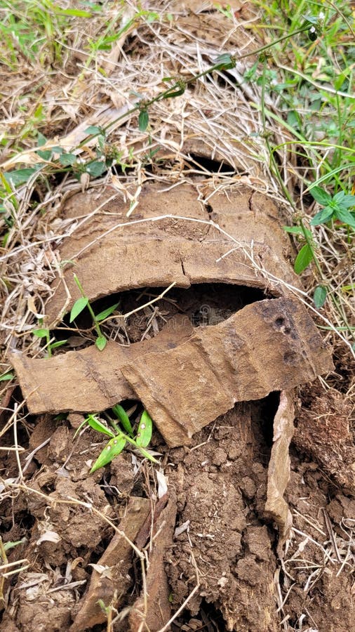 Coconut Tree Carcass that Blends with the Ground Stock Photo - Image of ...