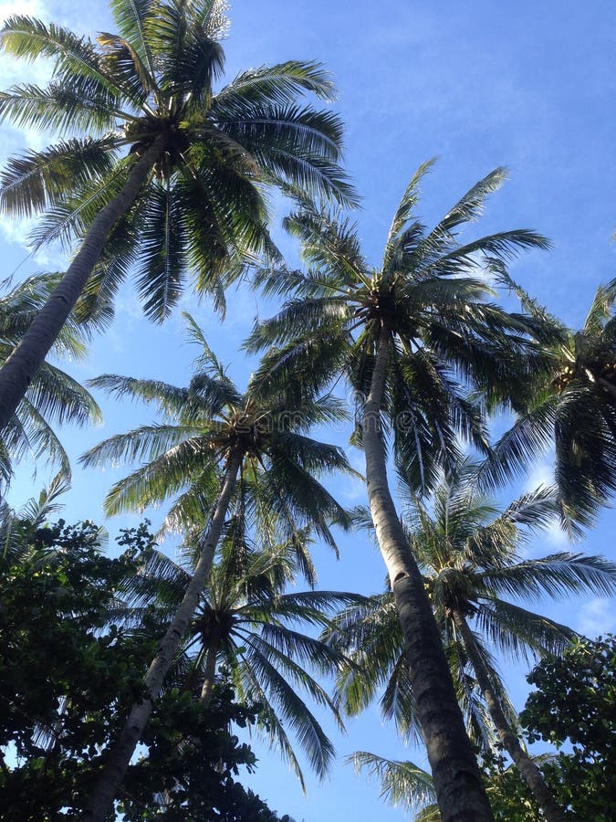 Coconut Tree on the Chill Islands Stock Photo - Image of vacation ...