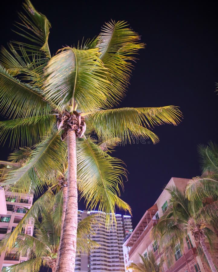 Coconut tree in the city stock image. Image of reflection - 184218711