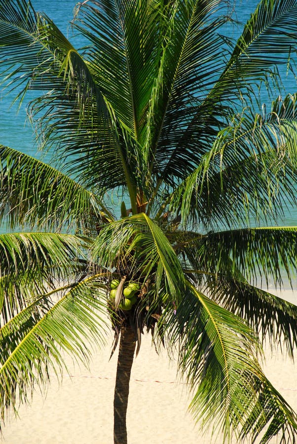 Coconut tree close crop stock image. Image of husk, phuket - 5802747