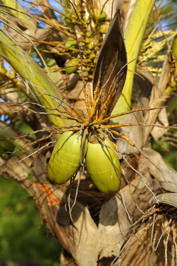 Coconut tree stock image. Image of orange, fruit, tropical - 33356637