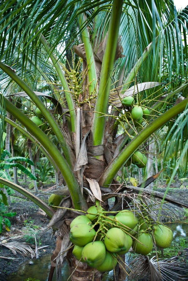 Coconut Tree closeup stock photo. Image of branch, garden - 177351744