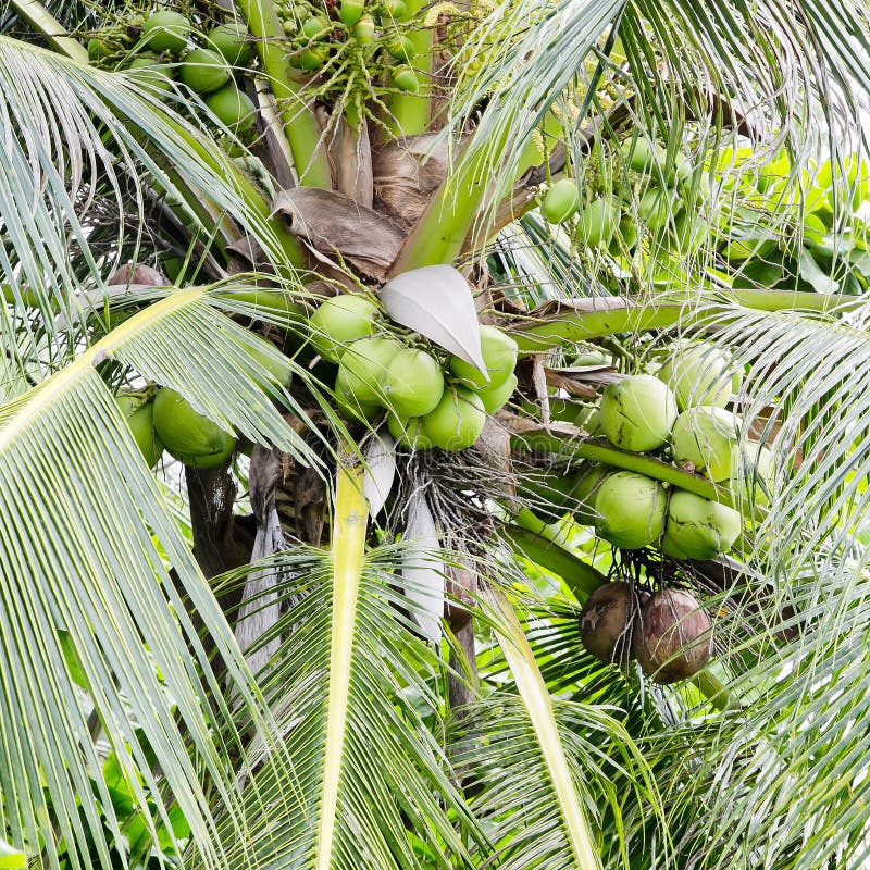 Coconut tree stock photo. Image of isolated, white, coconut - 51355162
