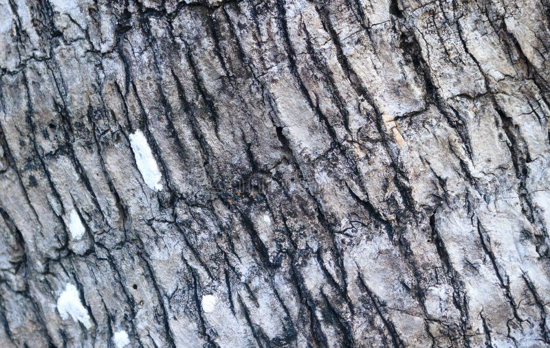 Coconut Tree Closeup Texture Stock Photo - Image of stripes, design ...