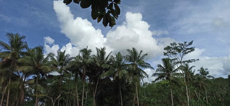 Coconut tree with cloud stock image. Image of jungle - 244173603