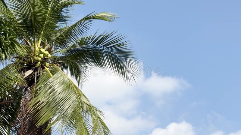 Coconut Tree with Cloud and Blue Sky Summer Season Stock Footage ...