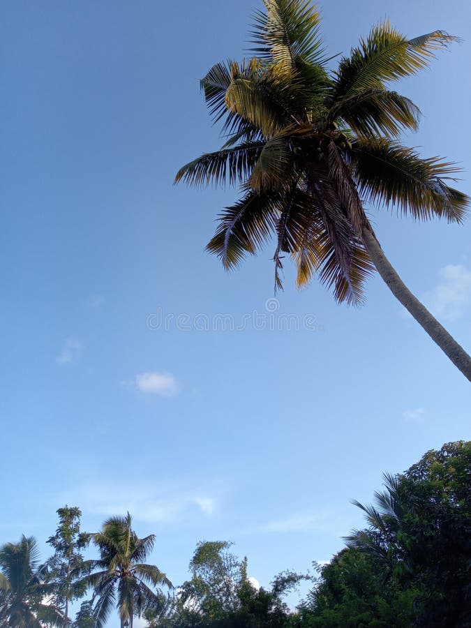Coconut tree stock photo. Image of resort, ocean, vacation - 254196938