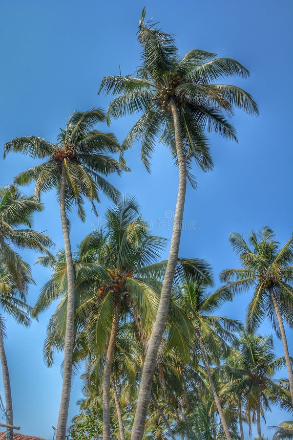 Coconut tree stock image. Image of background, tree - 135569623