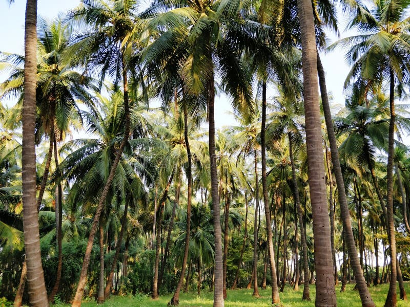 Coconut tree stock image. Image of farming, biome, plant - 104847315