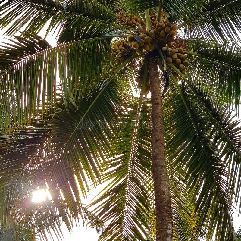 Coconut tree stock photo. Image of full, coconut, tree - 105254618