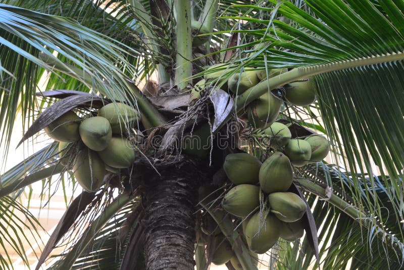 Coconut on tree stock photo. Image of fresh, nature - 126603990