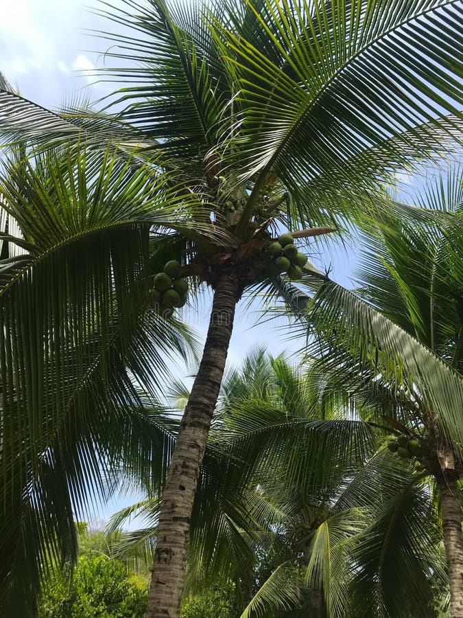 Coconut Tree on a Beach in Costa Rica Stock Image - Image of plantation ...