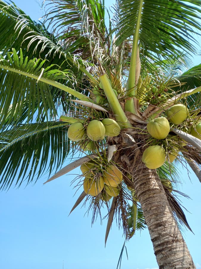 Coconut Tree with Coconuts on Blue Sky Background. Stock Image - Image ...