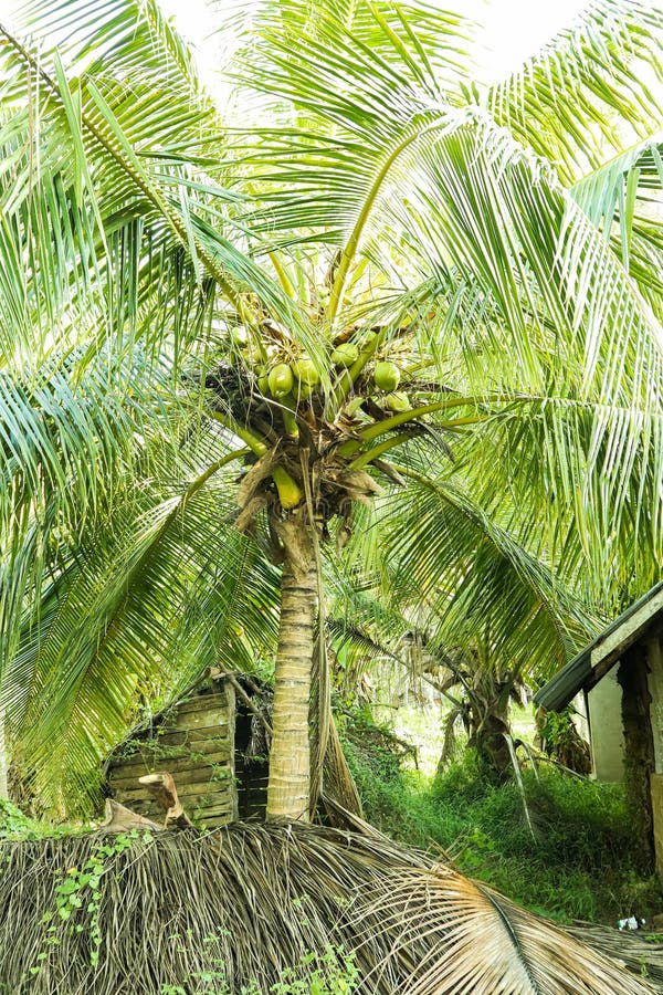 Coconut tree in the garden stock image. Image of bright - 282128589