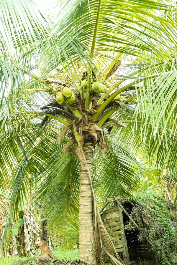 Coconut tree in the garden stock photo. Image of botany - 282129496