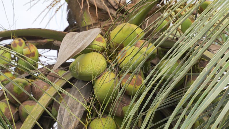Coconut Tree with Coconuts in a Jungle Stock Video - Video of fruits ...