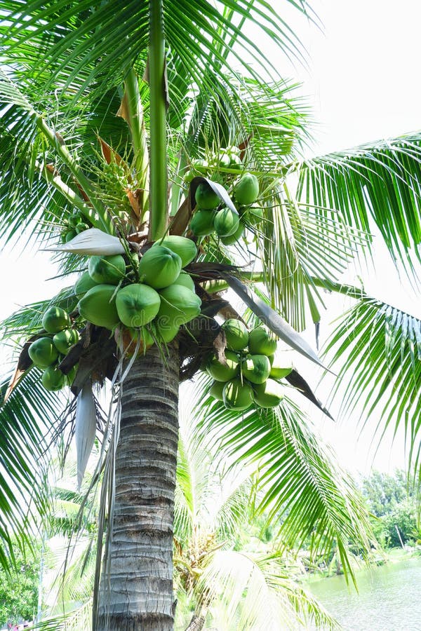 310 Coconut Tree Crops Stock Photos - Free & Royalty-Free Stock Photos ...
