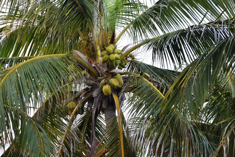 Coconut Tree with Coconuts on the Palm Tree Stock Photo - Image of ...