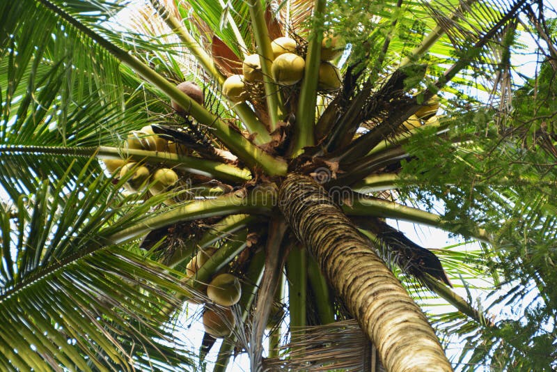 Coconut on the tree stock image. Image of coconut, natural - 92896183
