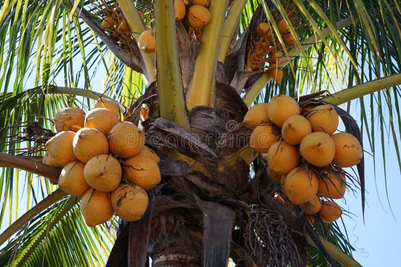 The Coconut Tree (Cocos Nucifera) is a Member of the Palm Tree Family ...