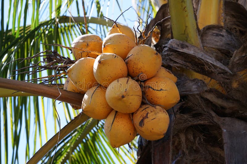 The Coconut Tree (Cocos Nucifera) is a Member of the Palm Tree Family ...