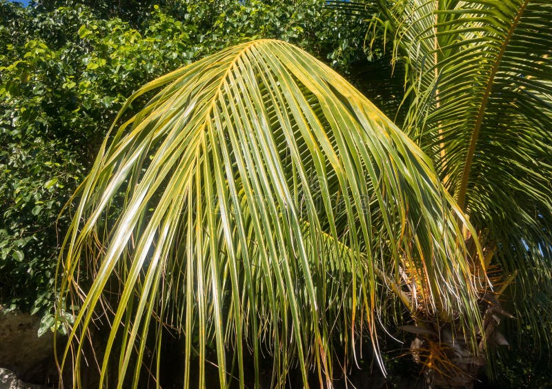 Coconut Tree (Cocos Nucifera) Plant and Leaves Stock Image - Image of ...