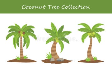 Coconut Tree Collection in Different Poses. Vector Illustration Stock ...