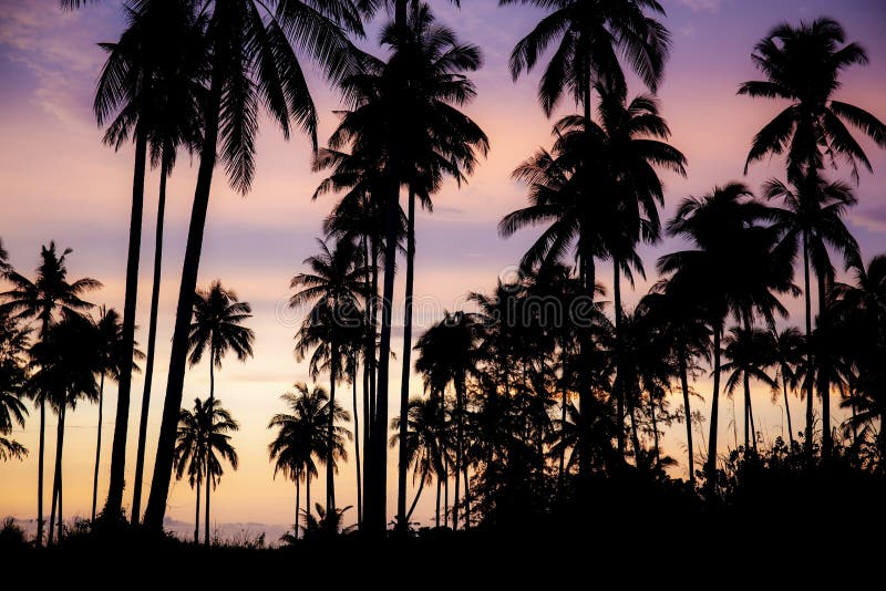 Coconut Tree with Color Sky Stock Image - Image of island, coconut ...